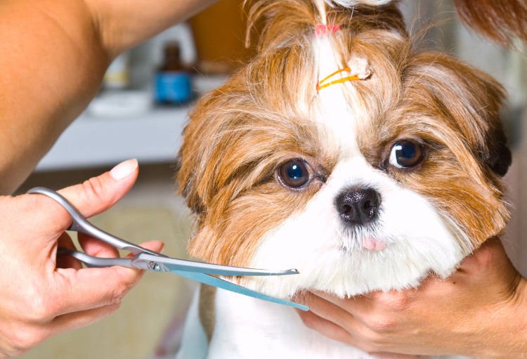 How To Choose The Best Dog Haircut For Your Pup Lucky Dawg Salon How To Choose The Best Dog Haircut For Your Pup Lucky Dawg Salon